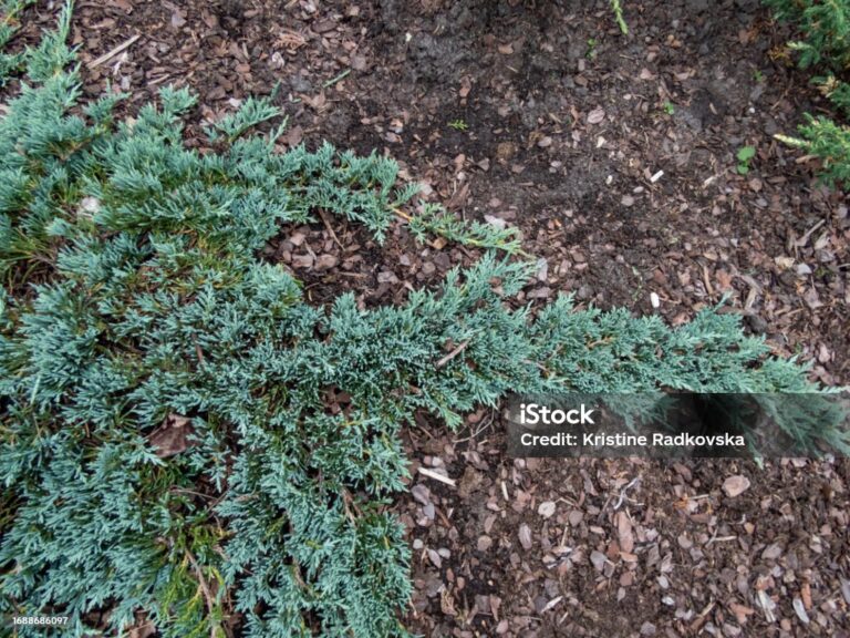 Types of Bark Dust: What’s the Difference? – Foothills Bark Dust