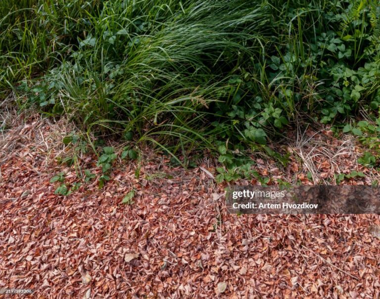 Types of Bark Dust: What’s the Difference? – Foothills Bark Dust